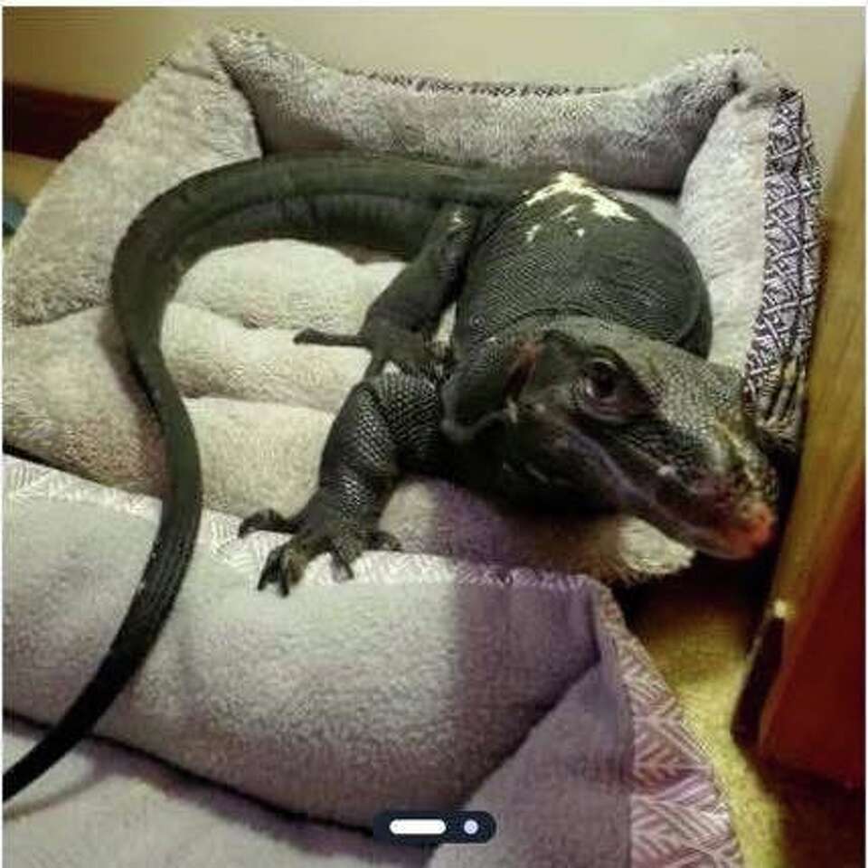 5-foot monitor lizard on the loose after escaping near CT border