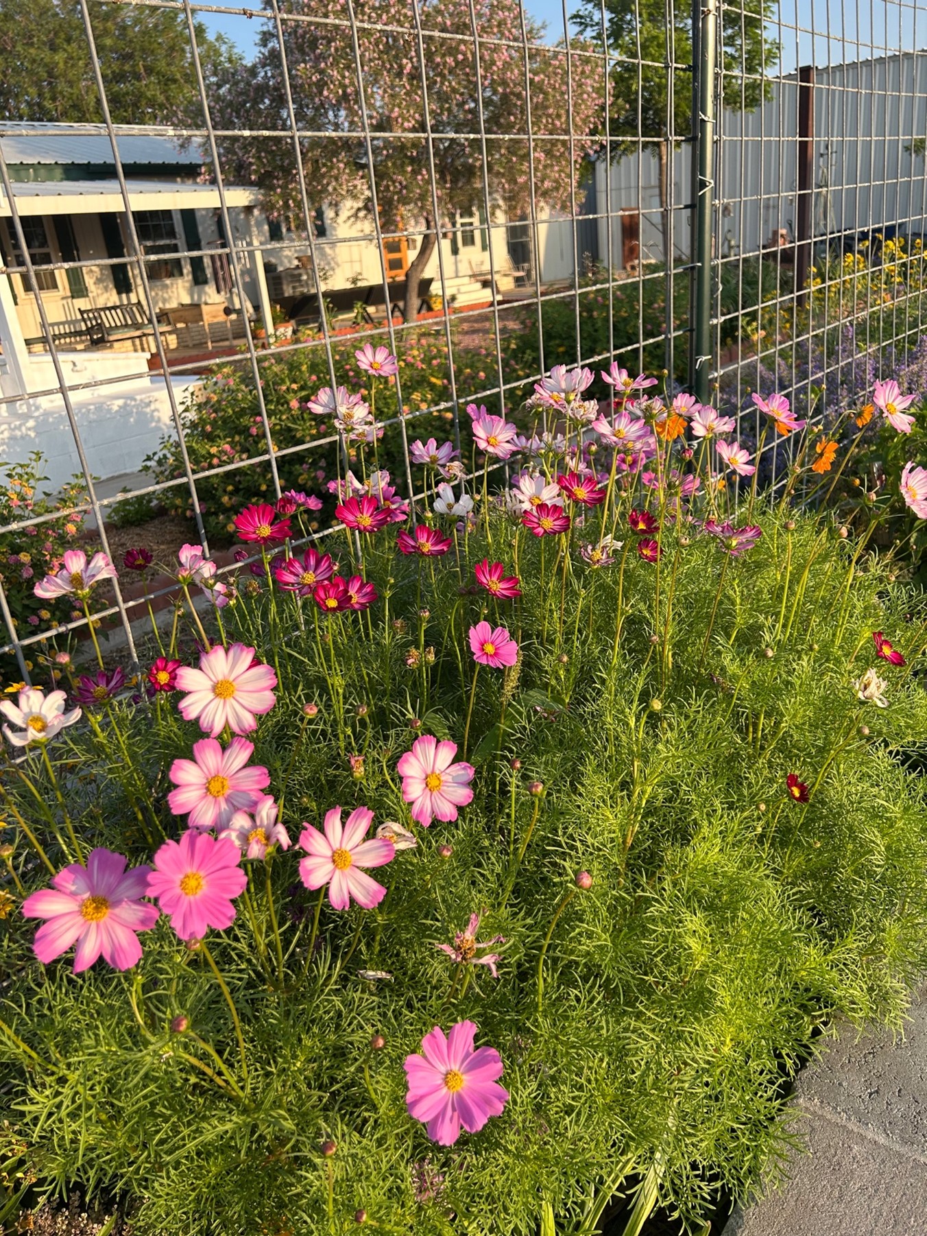 Texas eliminates paper license plates, requires metal plates in 2025