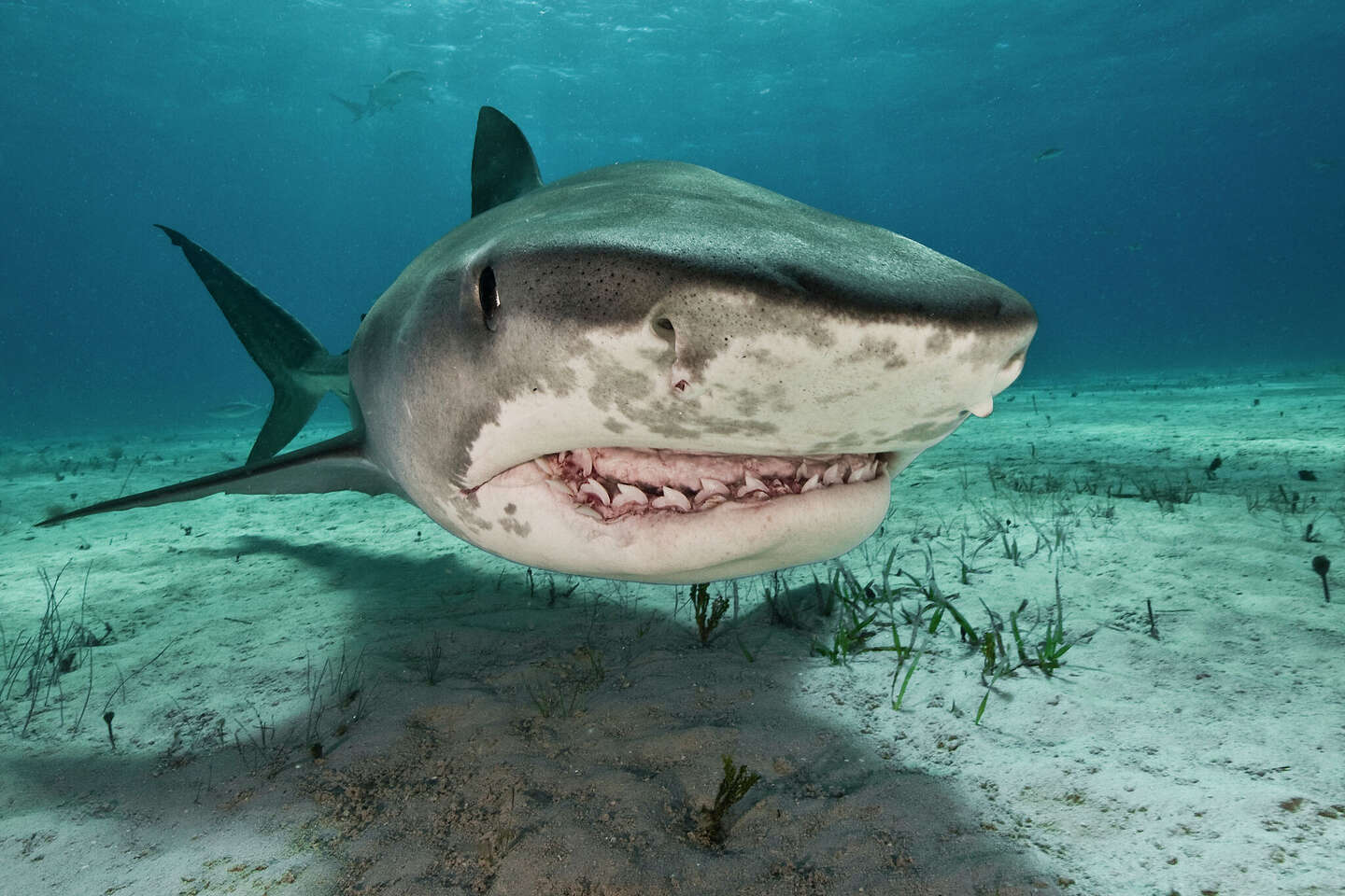 These 7 sharks hold Connecticut records for their size