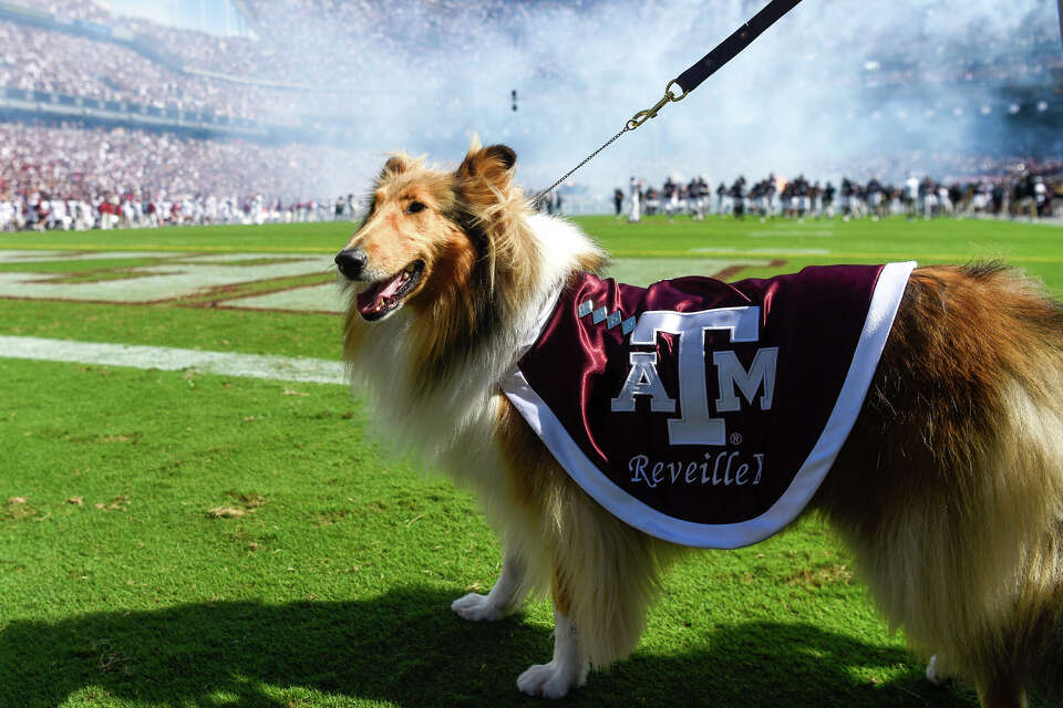 One eyed Rev? Texas A&M mascot has glaucoma surgery