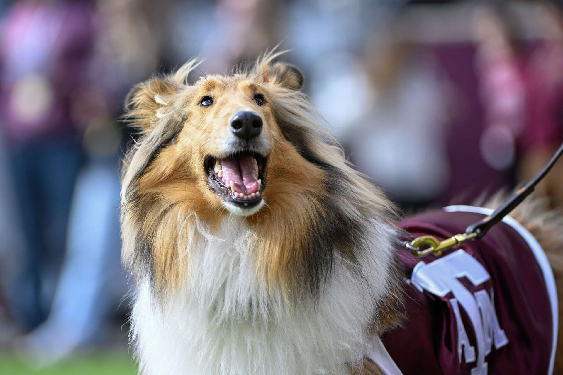 One eyed Rev? Texas A&M mascot has glaucoma surgery