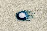 Blue button jellyfish look-alikes are covering Texas beaches
