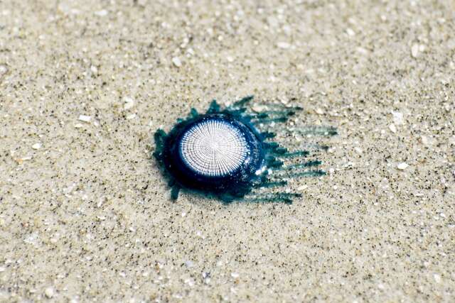 Blue button jellyfish look-alikes are covering Texas beaches