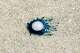 Blue button jellyfish look-alikes are covering Texas beaches