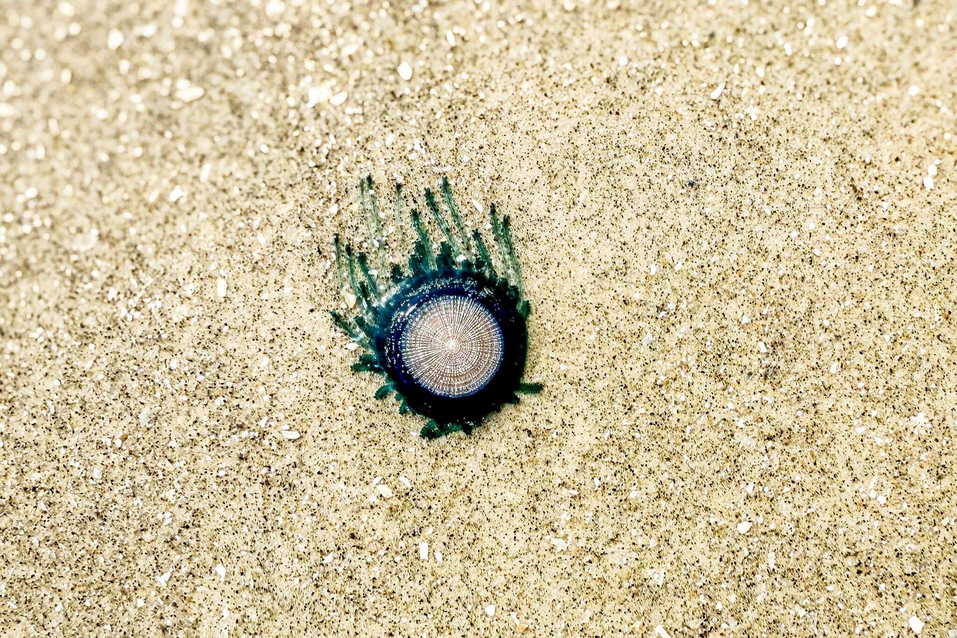 Blue button jellyfish look-alikes are covering Texas beaches