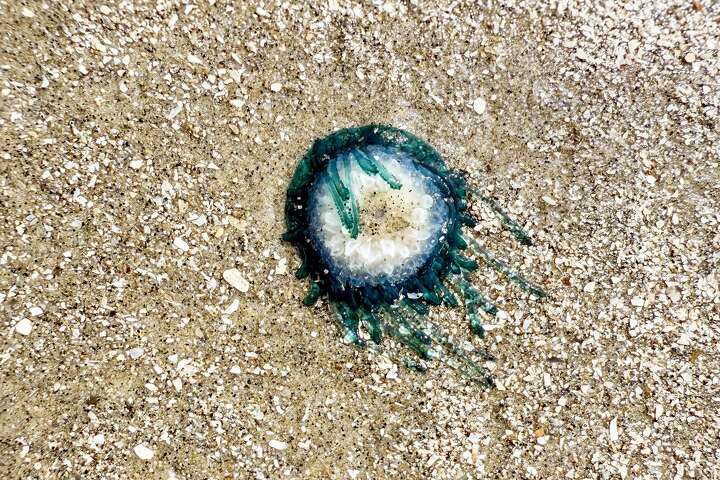Blue button jellyfish look-alikes are covering Texas beaches