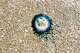 Blue button jellyfish look-alikes are covering Texas beaches