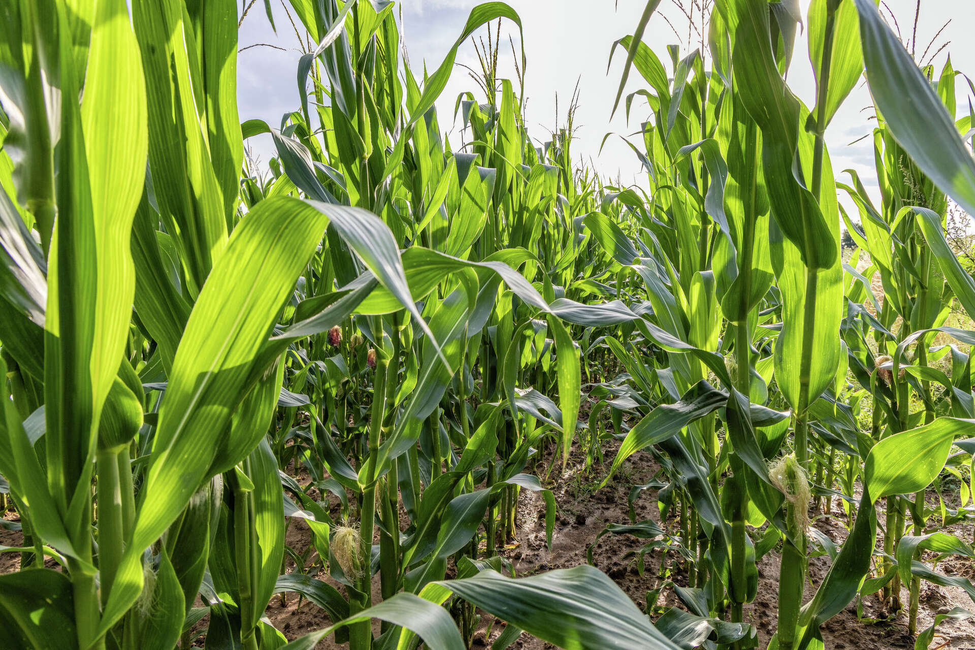 Corn sweat: All about the Midwest phenomenon that raises humidity