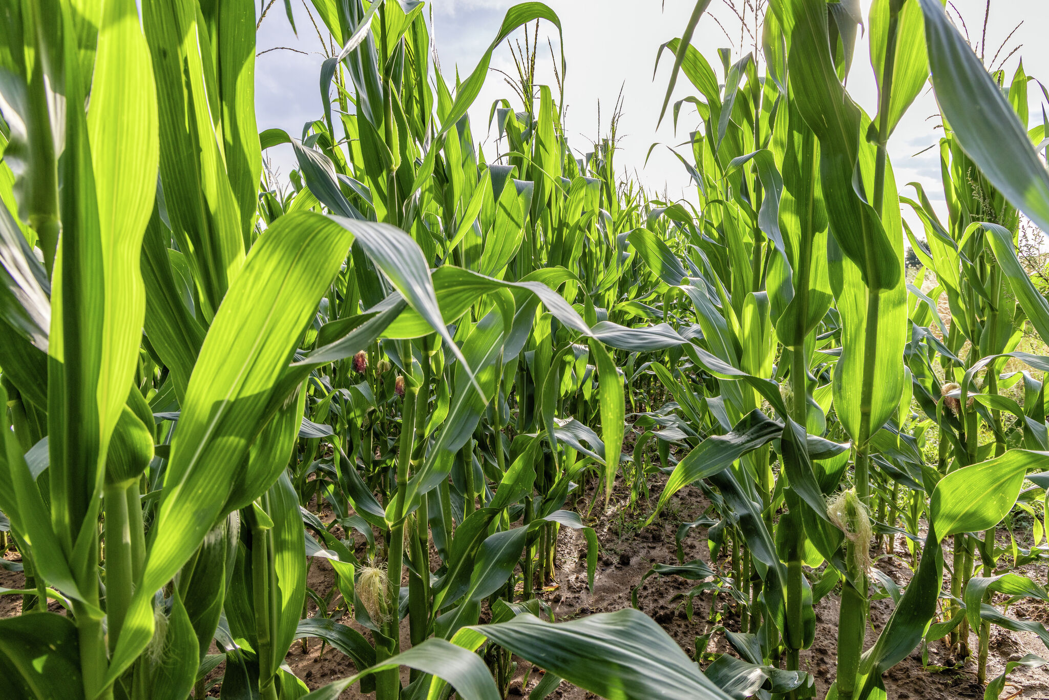 Corn sweat: All about the Midwest phenomenon that raises humidity