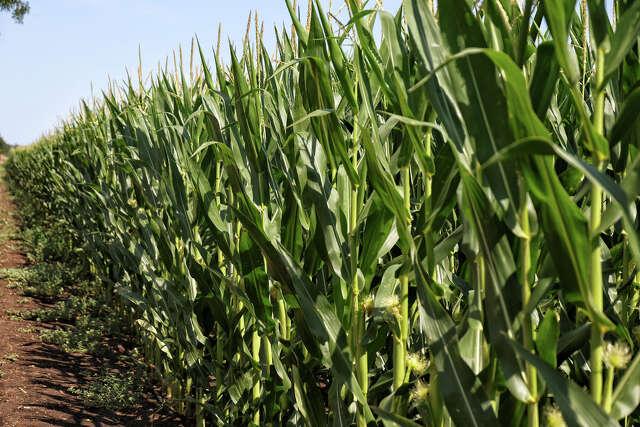 Corn sweat: All about the Midwest phenomenon that raises humidity