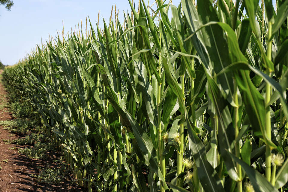 Corn sweat: All about the Midwest phenomenon that raises humidity
