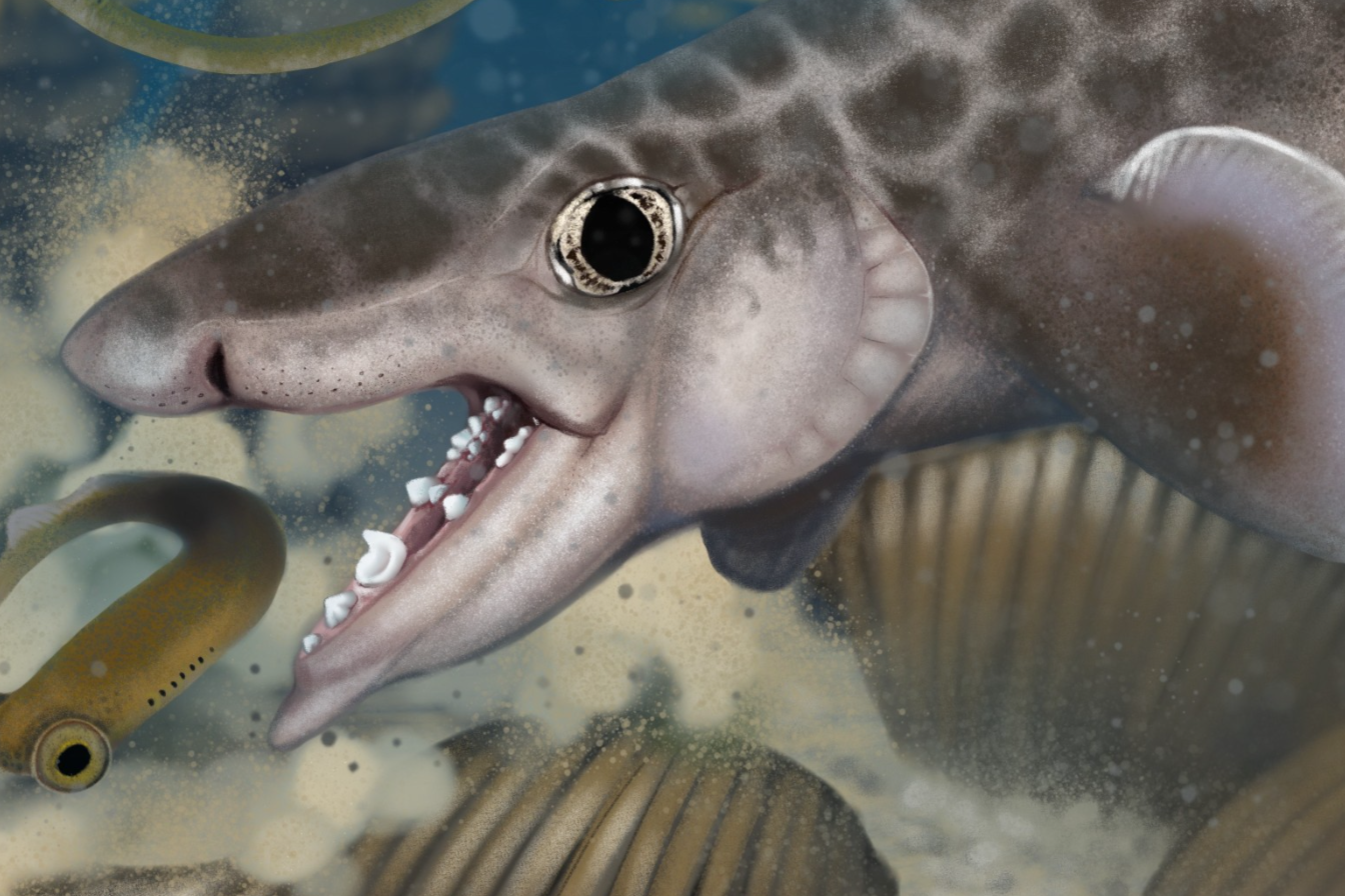 Brazos says Midland Basin needs gathering, compression