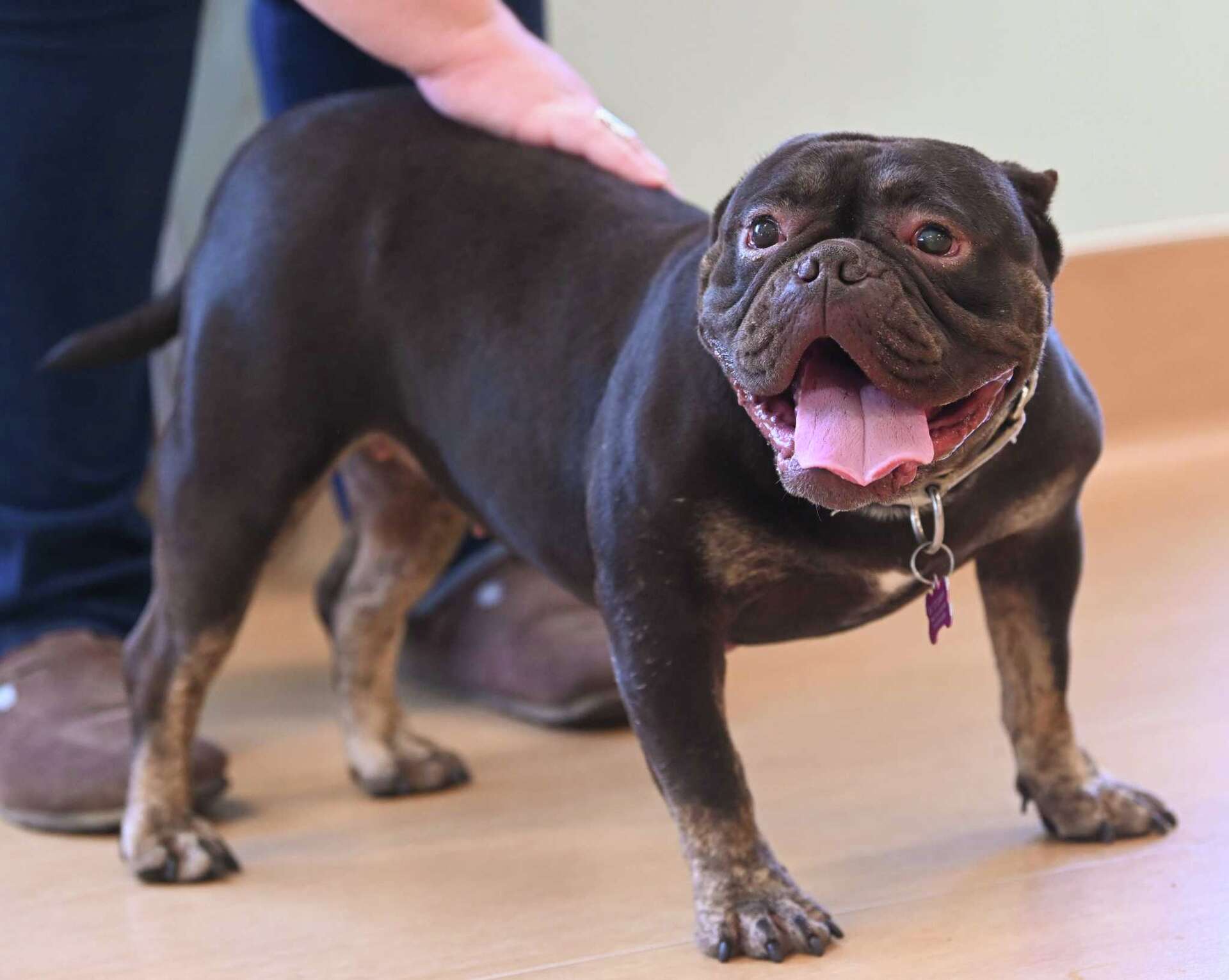 Lavender the dog makes 'tremendous transformation'