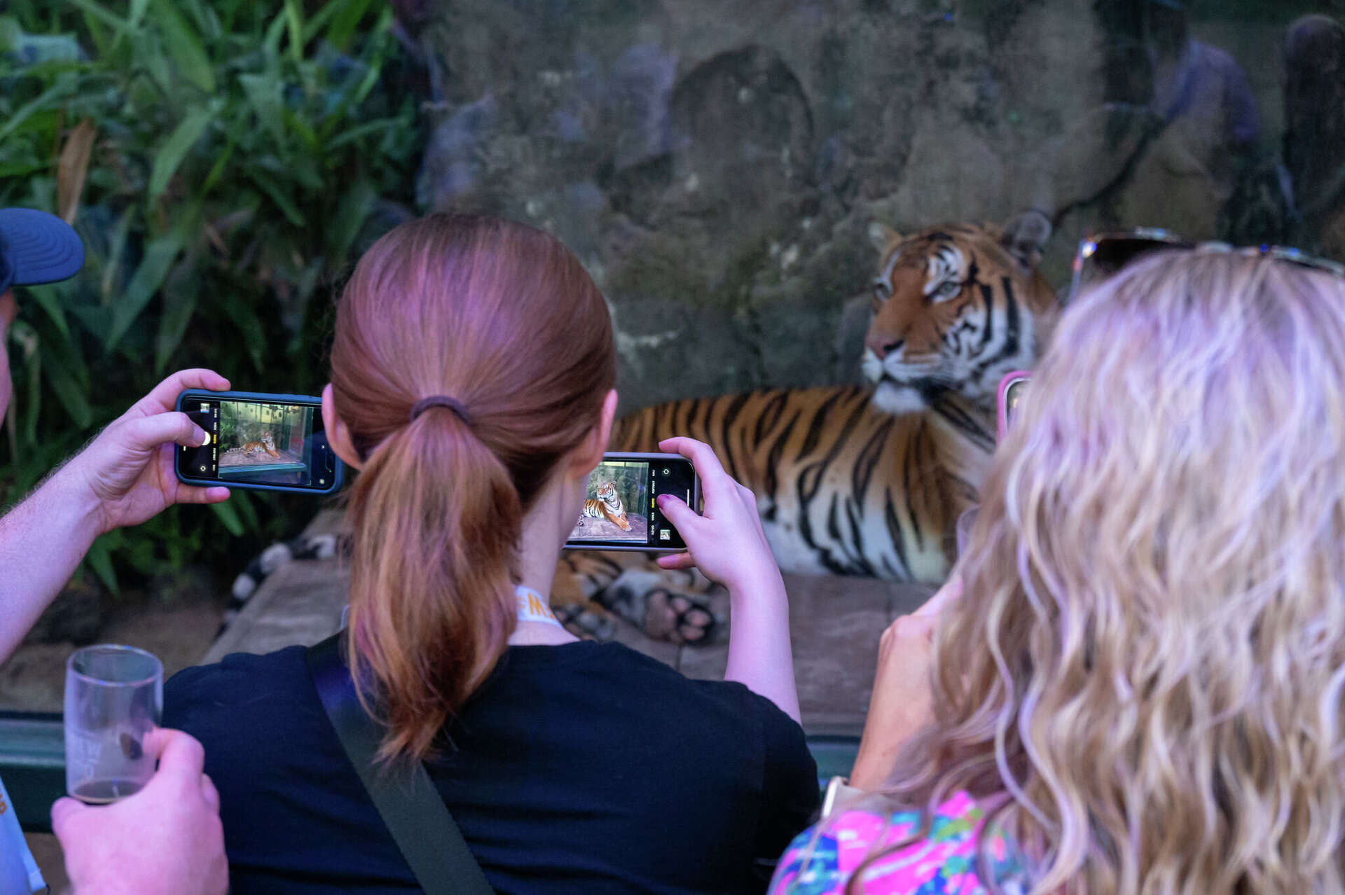 Houston Zoo's Brew at the Zoo returns with tickets now on sale