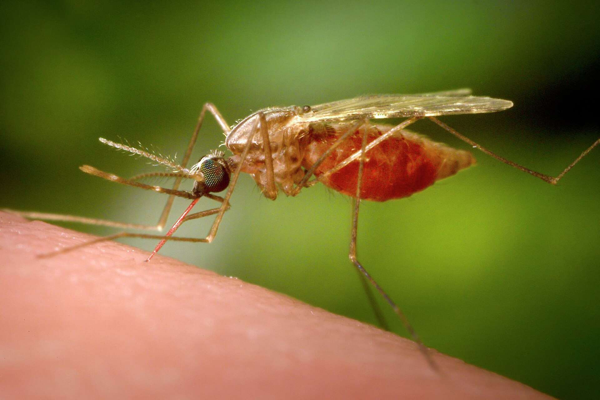 Do mosquitoes prefer a blood type? What to know amid surge in Texas