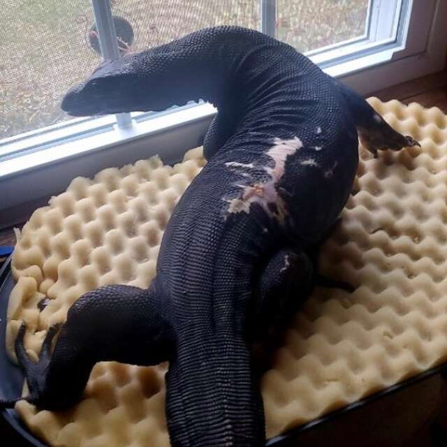 Missing 5-foot lizard spotted in CT, officials say