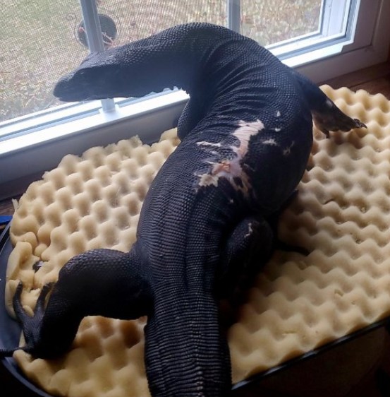 Missing 5-foot monitor lizard captured in MA, police say