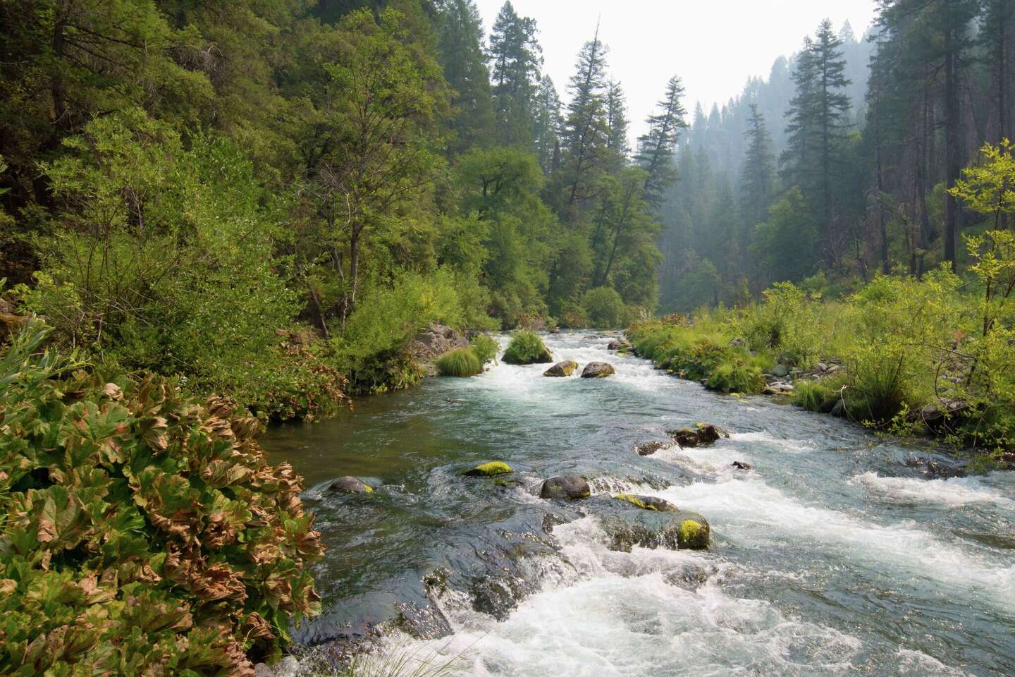 First salmon in nearly 100 years found in Northern California river