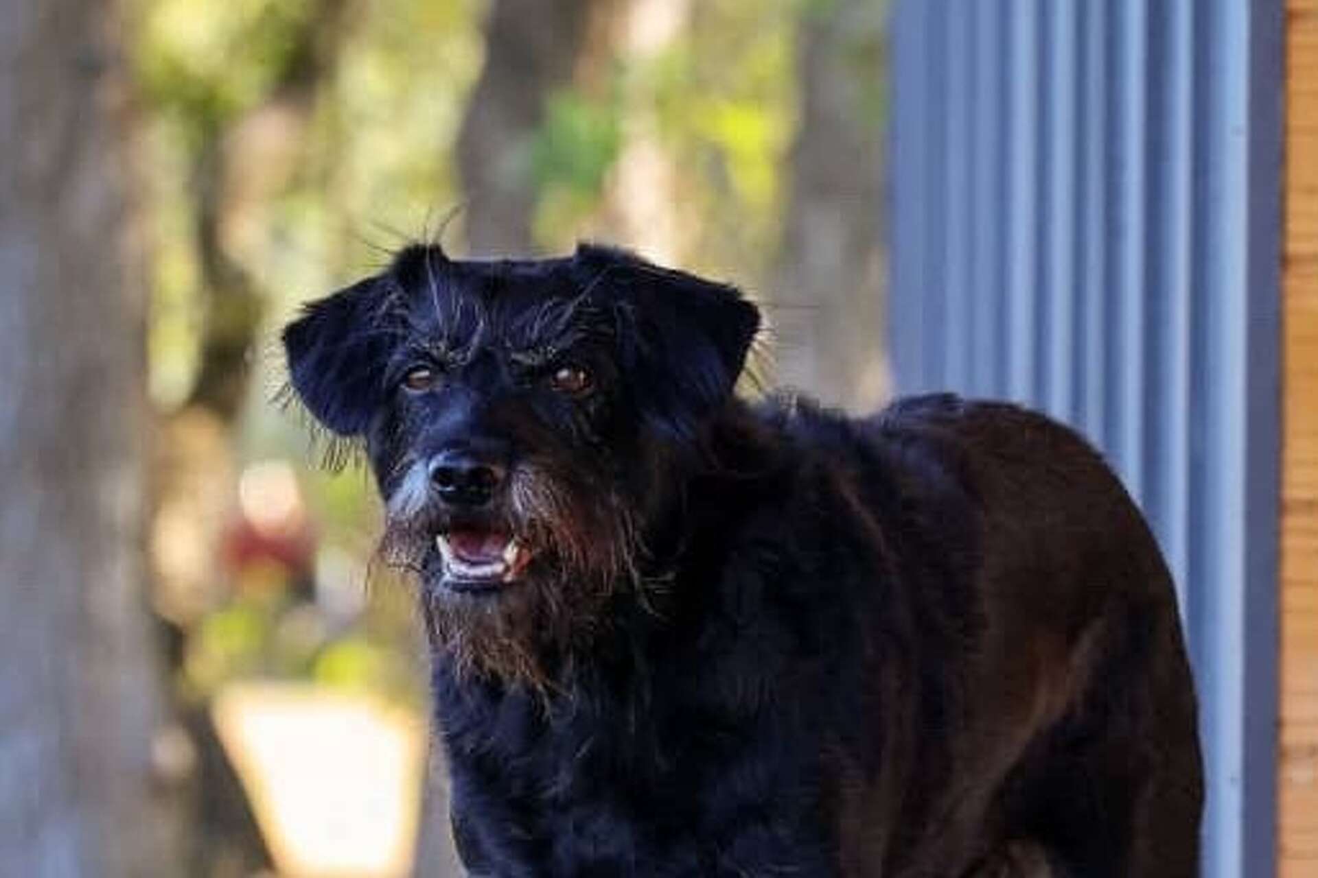 Noodles Day to celebrate dog that united Austin community