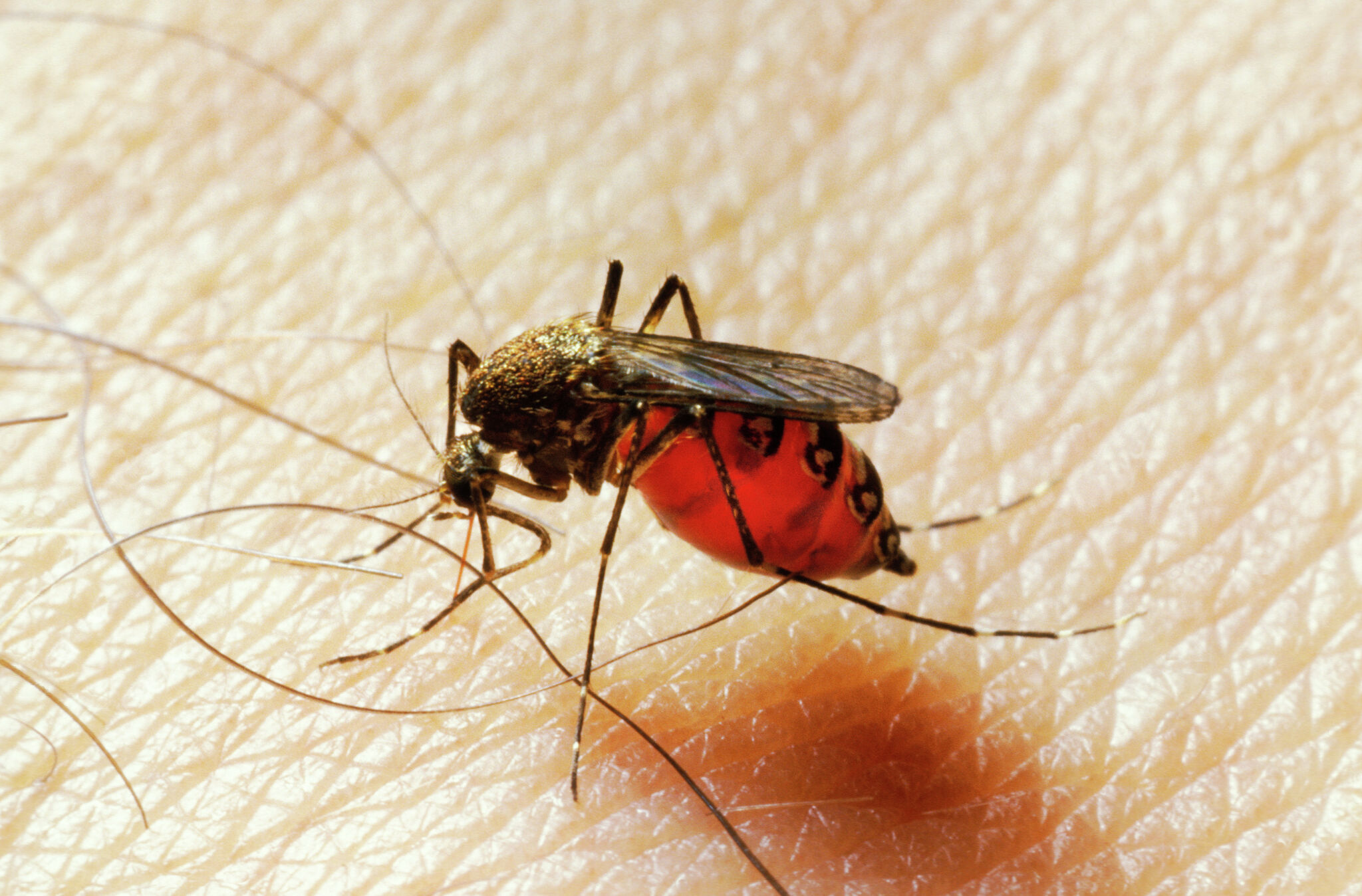 St. Louis encephalitis virus detected in Midland County, MHS reports