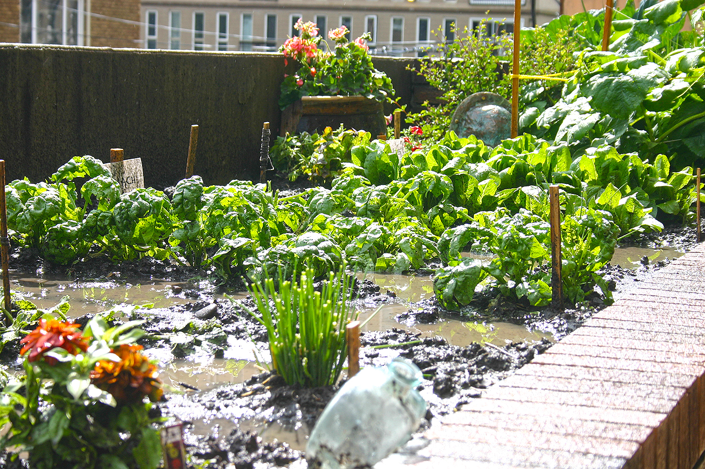 Gardens can rise again with care after flooding