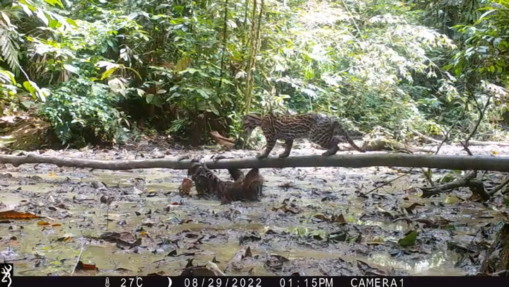 A sloth and ocelot wrestling? Watch the rare footage captured by UT ...