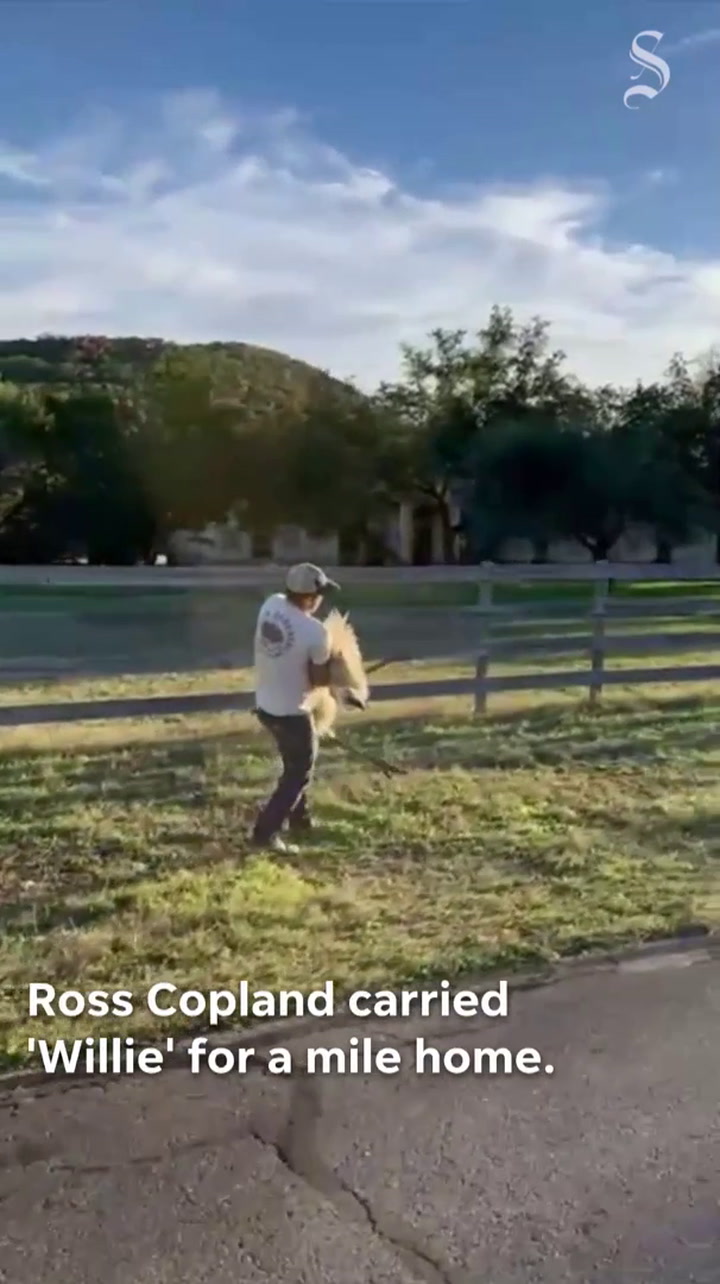 Watch Texas man carry a stray emu in his arms