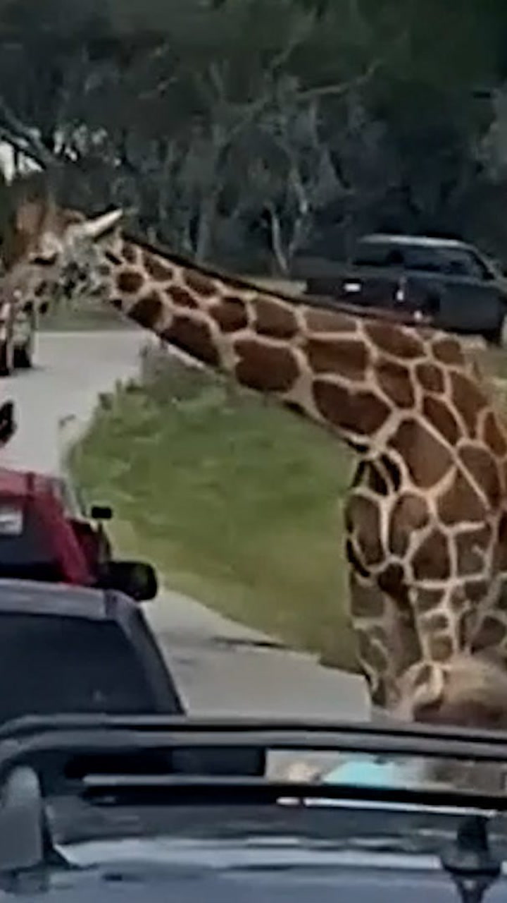 'My heart stopped': Giraffe picks up toddler during a family trip to ...