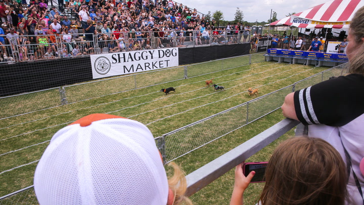 Watch: Wookiee prepares for the 2018 Buda Wiener Dog Race