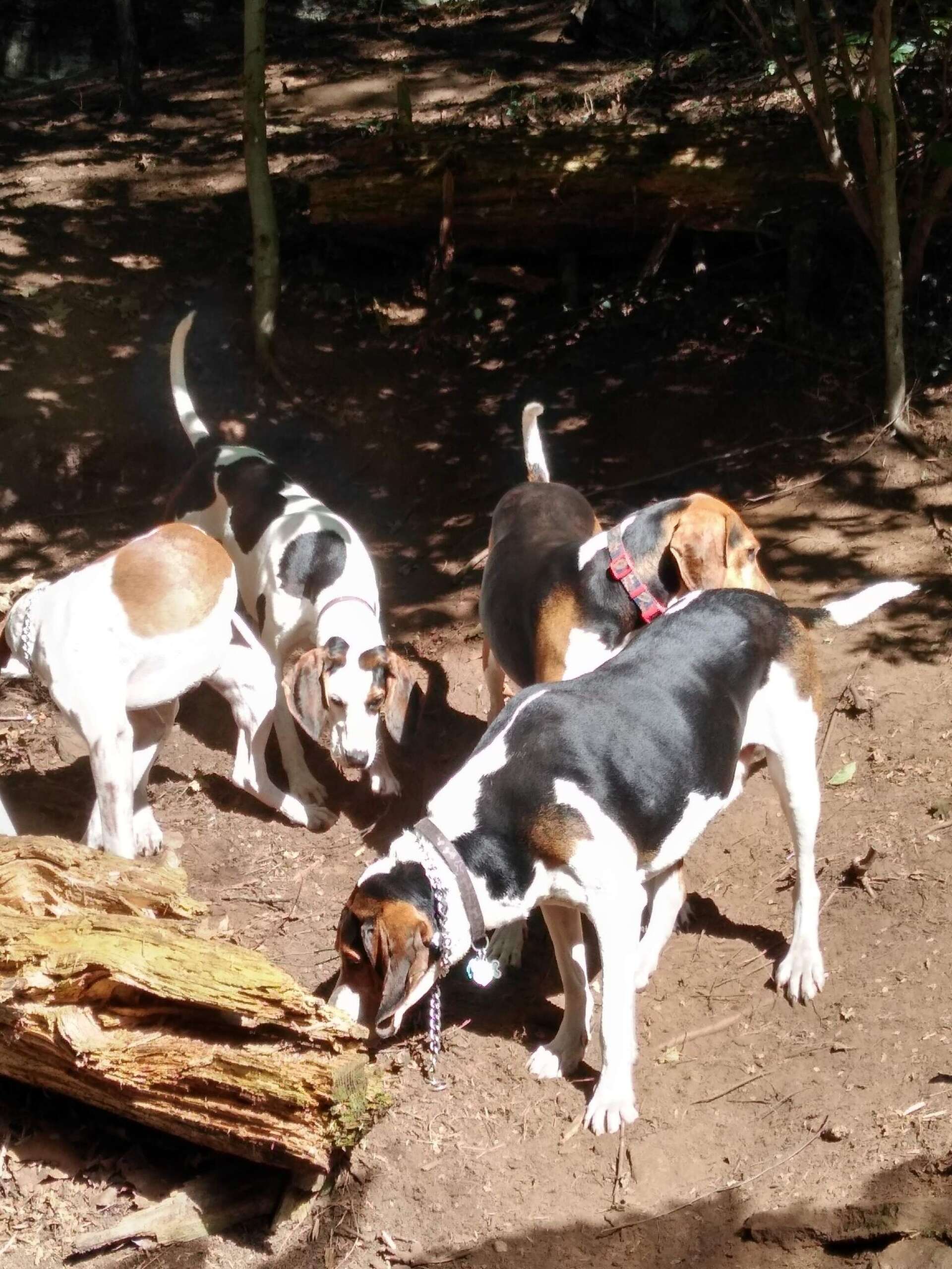 Oxford awarded custody of 22 dogs seized in neglect case by judge