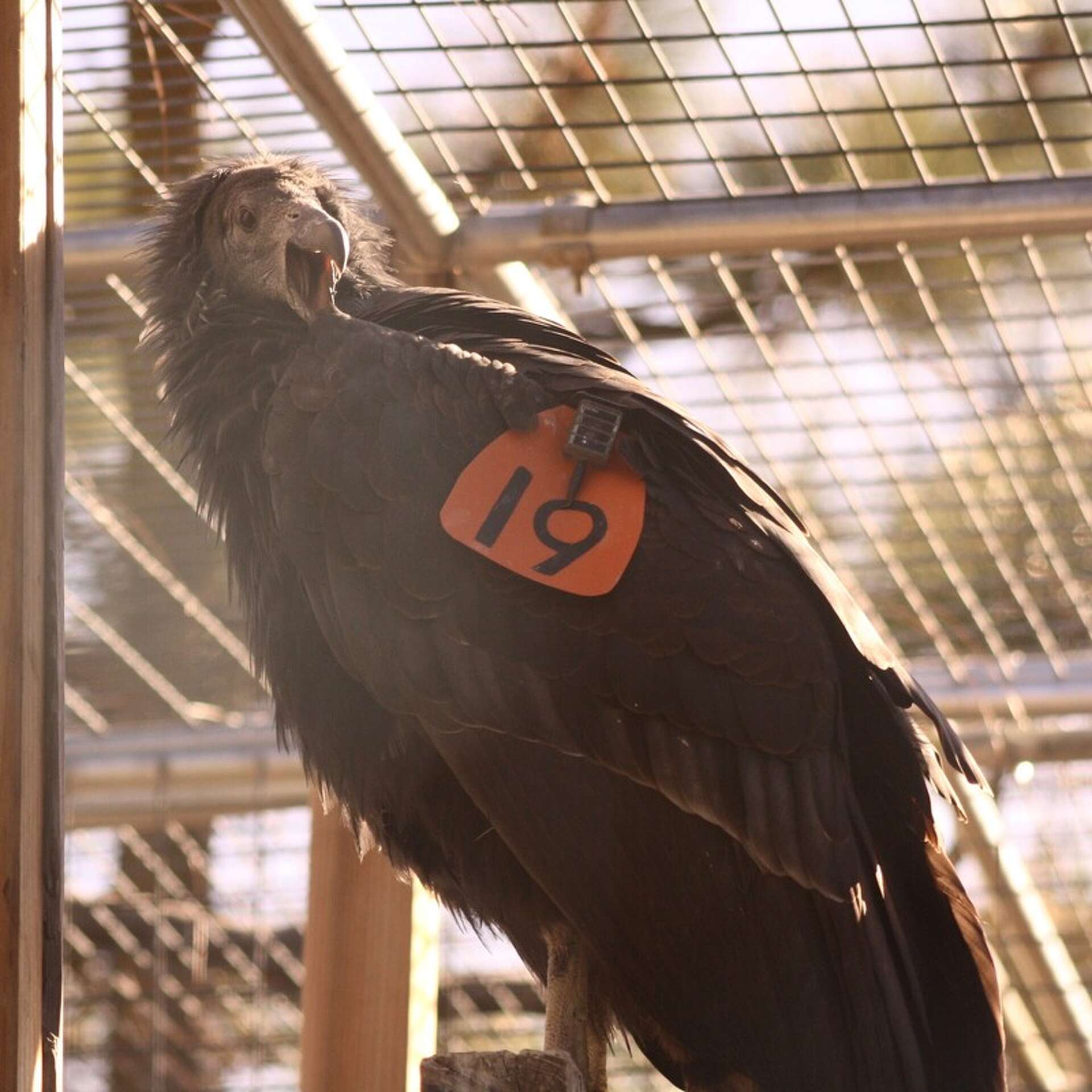 Oakland Zoo tries to save condor that got poisoned in the wild