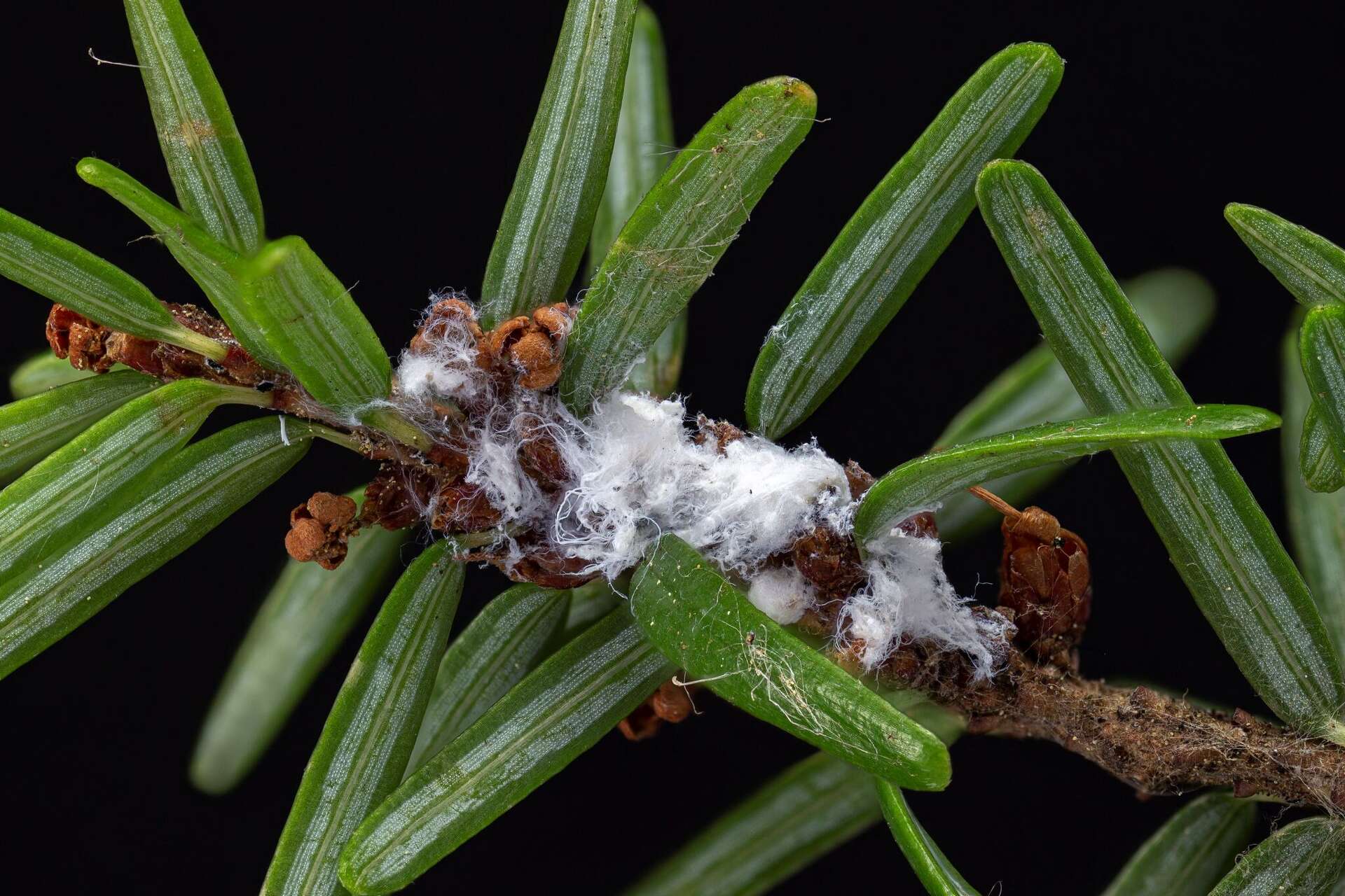 How To Save Hemlock Trees