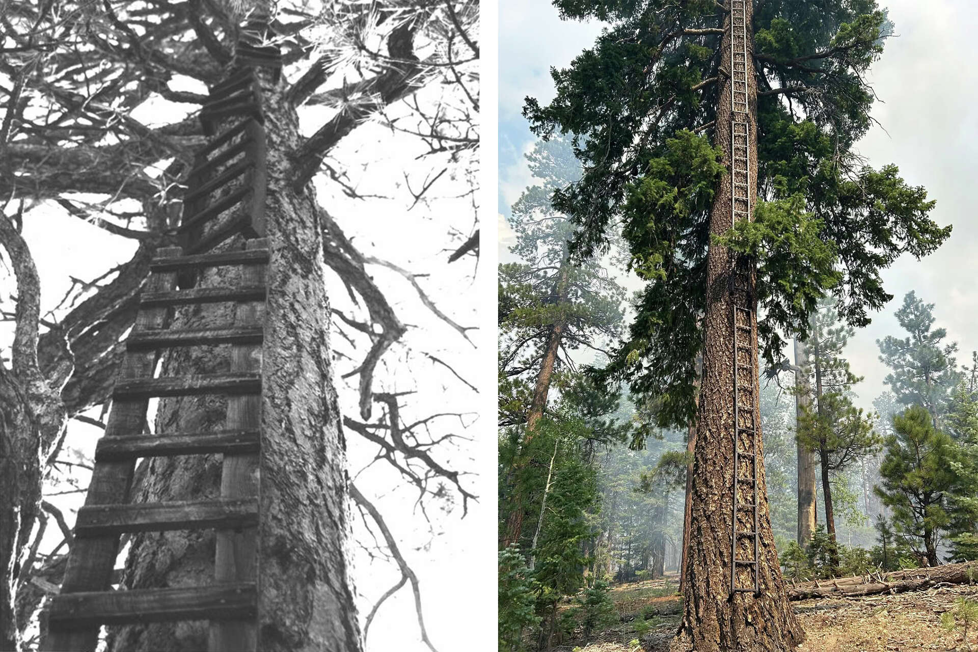 Fascinating piece of Grand Canyon history saved from wildfire