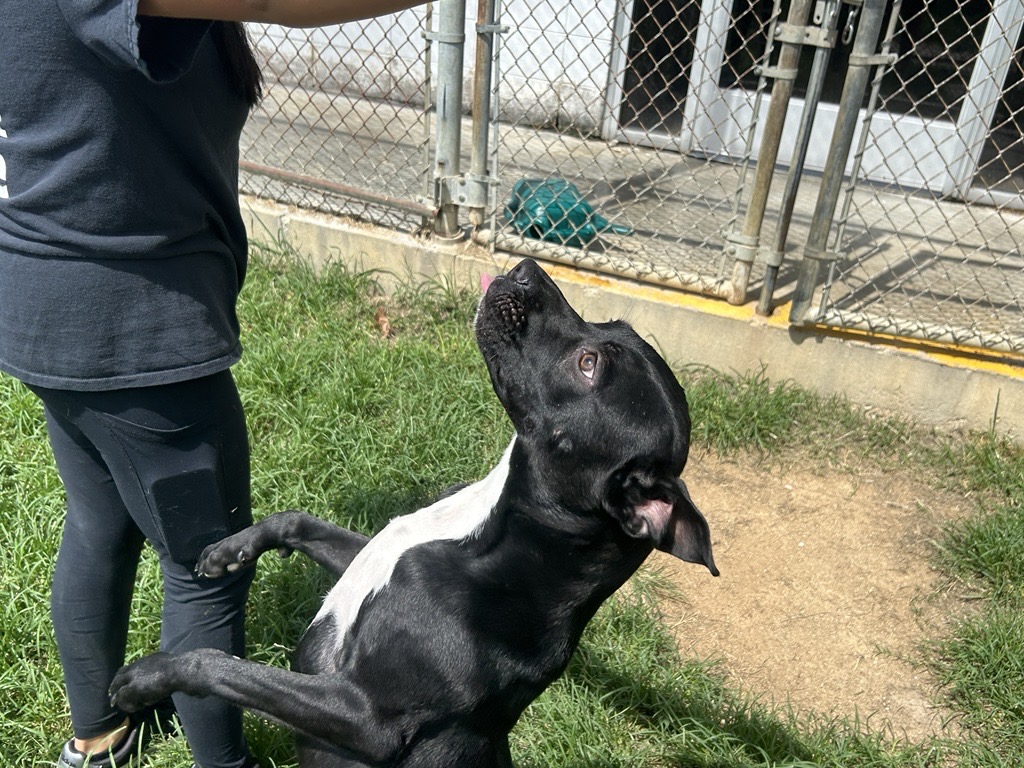 Yankees SS Anthony Volpe makes 12th error in loss at Toronto, tying him ...