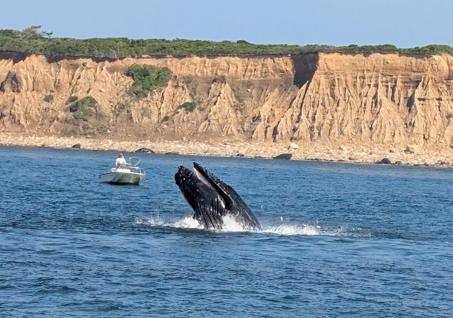Watch: Humpback whale spotted feeding near CT fishing boat