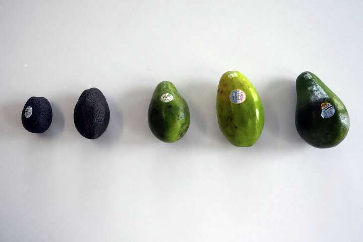 Why you should try the big avocados popping up at Houston supermarkets