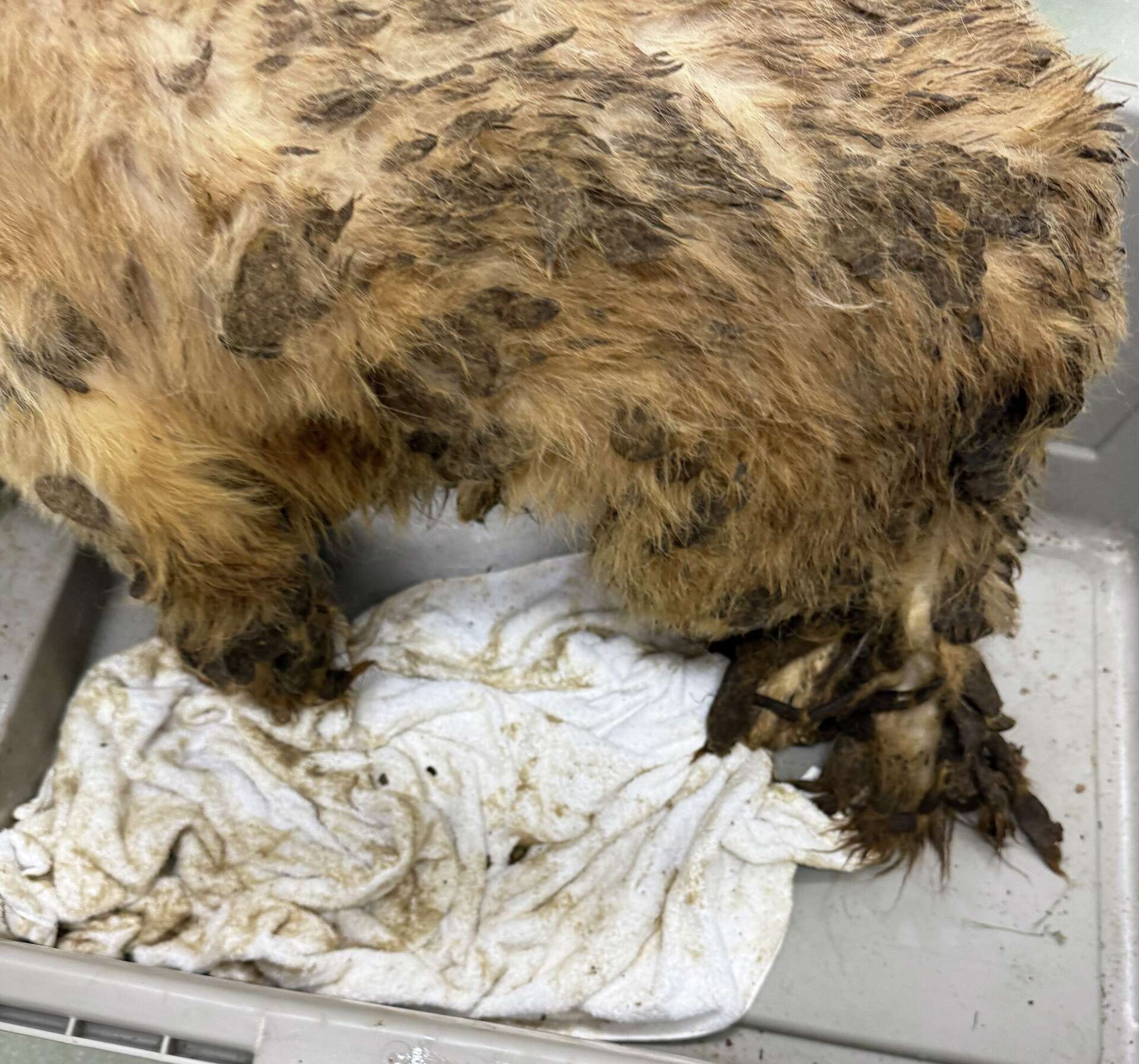 Milton man accused of leaving 55 dogs in deplorable conditions