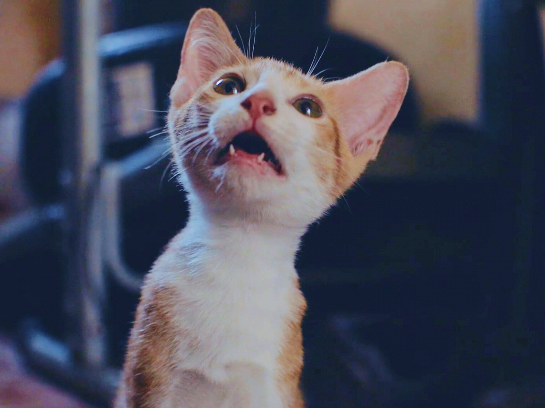 Now playing in movie theaters near you: 73 minutes of cat videos