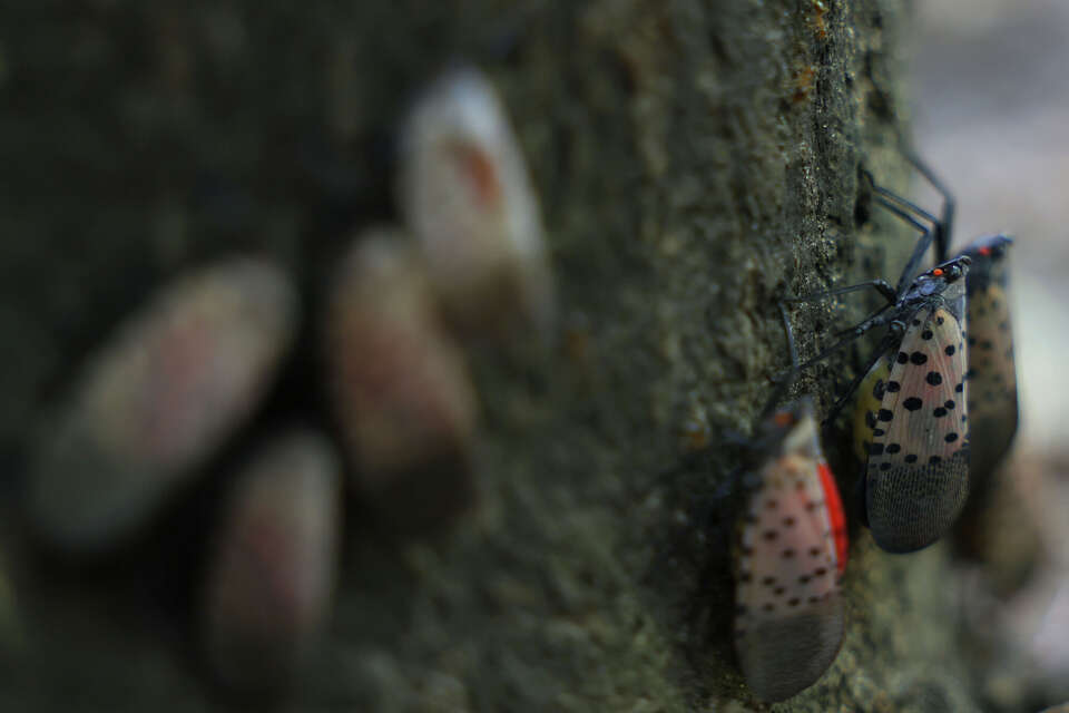 As adult lanternflies emerge in CT, here is what you need to know