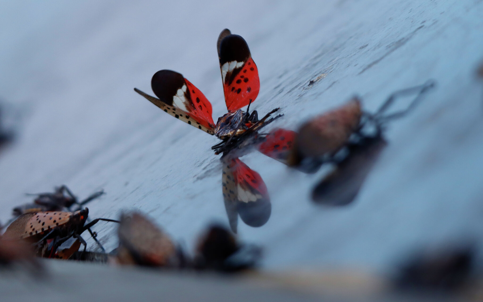 Community news: Trumbull Rangers make Pop Warner nationals in Florida