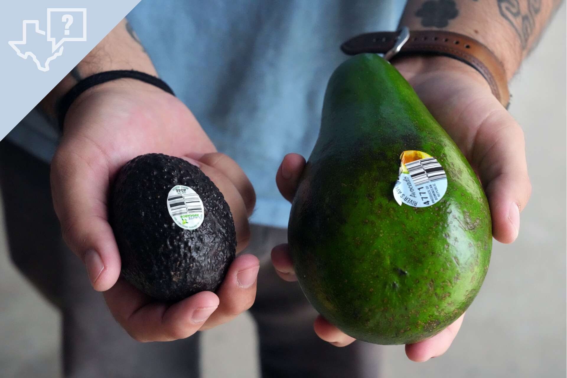 Why you should try the big avocados popping up at Houston supermarkets