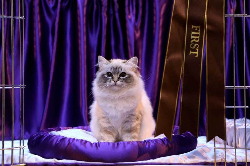 The Supreme Show of the Governing Council of the Cat Fancy