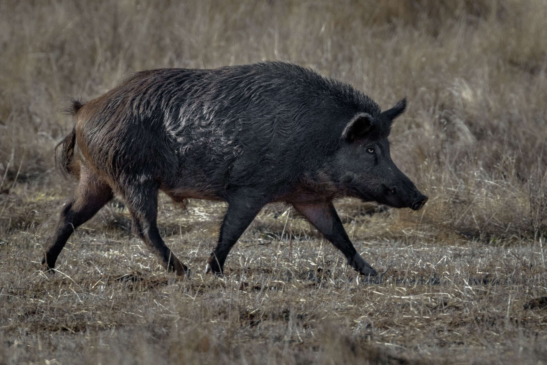 Dark Blue Pig
