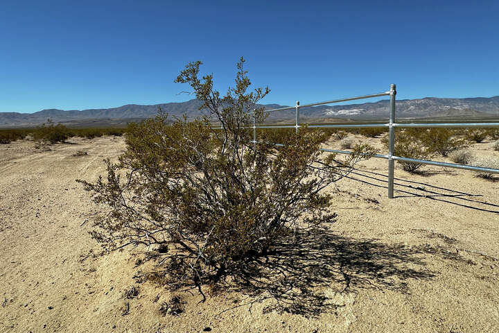 One of Earth's oldest plants sits in the Calif. desert. No one cares.