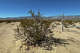 One of Earth's oldest plants sits in the Calif. desert. No one cares.