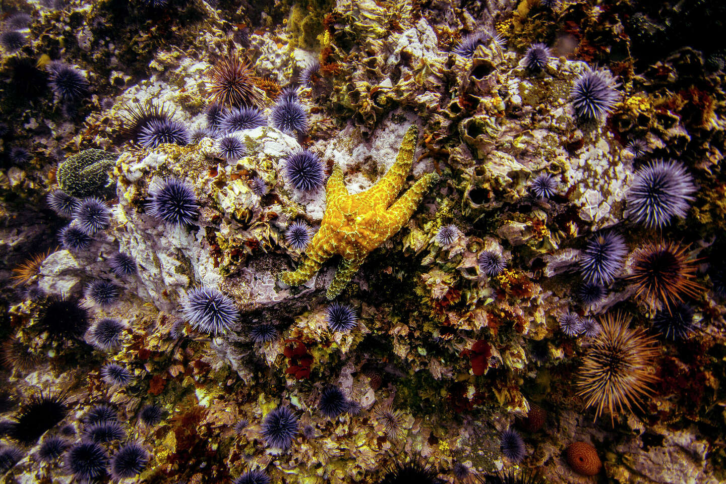 Scientists solve mystery behind sea star die-off along Pacific Coast