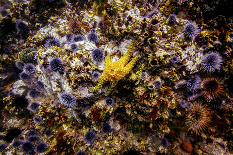 Scientists solve mystery behind sea star die-off along Pacific Coast