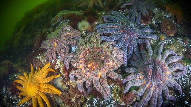 Scientists solve mystery behind sea star die-off along Pacific Coast