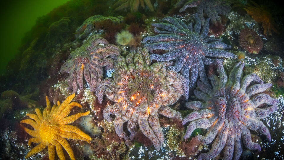 Scientists solve mystery behind sea star die-off along Pacific Coast
