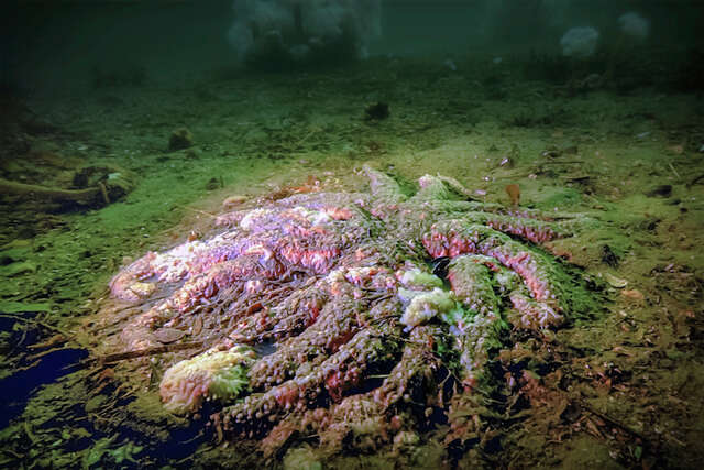 Scientists solve mystery behind sea star die-off along Pacific Coast